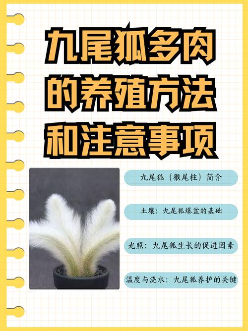 九尾狐家养10大忌