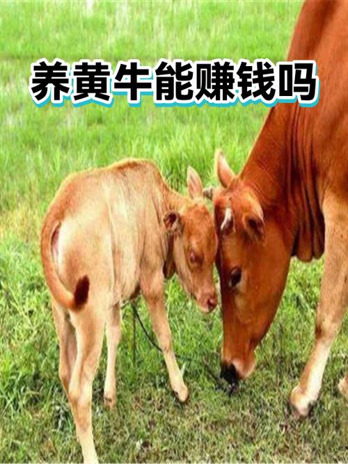 养黄牛能赚钱吗图标