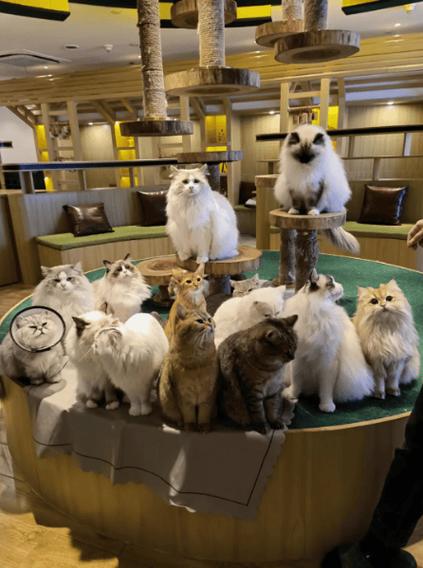 猫咖一个月能赚多少截图