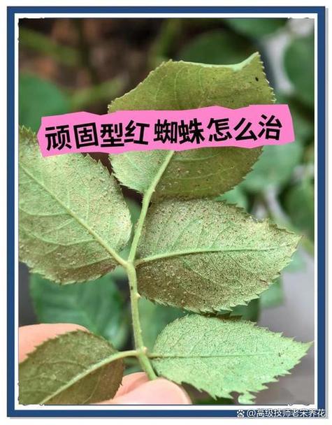 杀红蜘蛛最好的农药图标