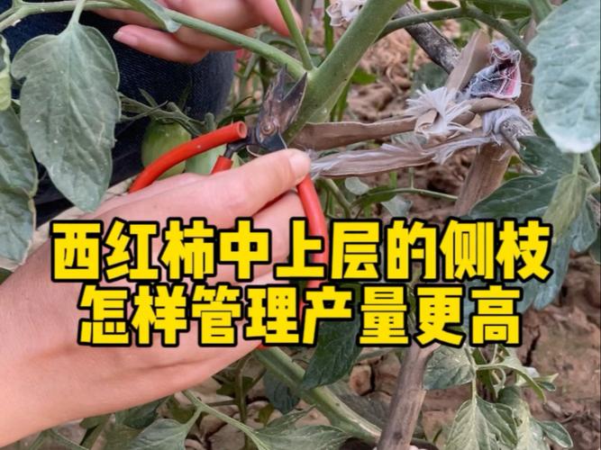 番茄剪枝正确方法图标