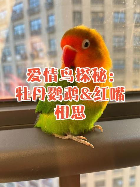 鹦鹉飞到肩膀上代表什么图标