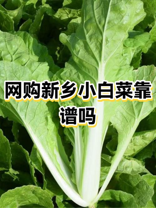 小白菜接单平台图标