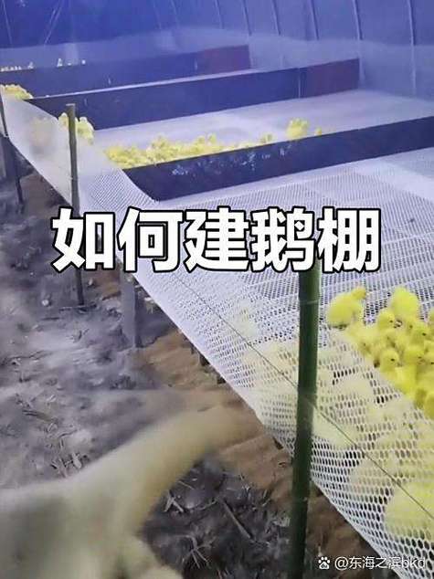 鸭棚怎么搭建最好截图