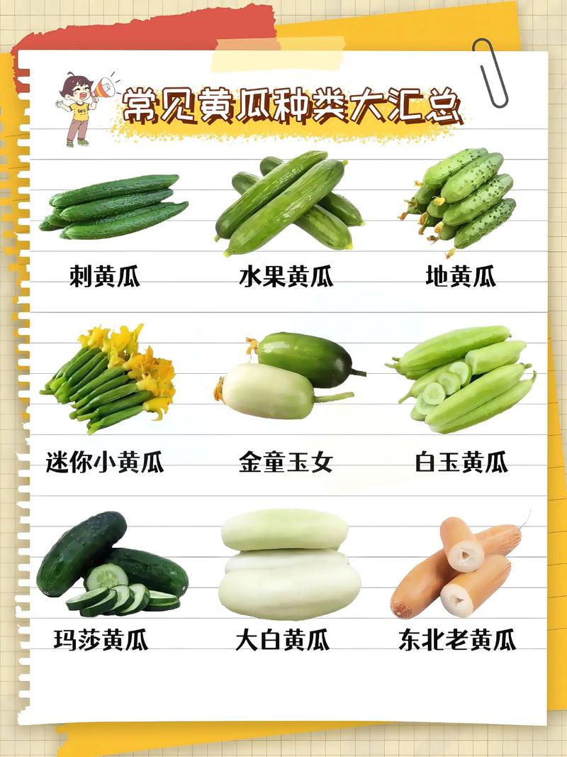 黄瓜属于瓜类吗图标