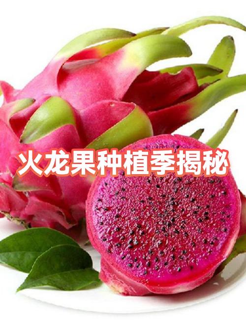 火龙果是抗炎水果吗