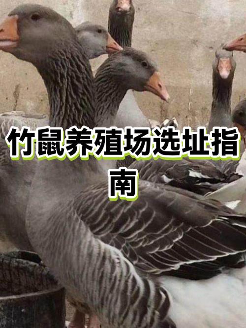 国家关于竹鼠养殖的规定图标