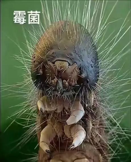 女人毛毛虫什么意思图标
