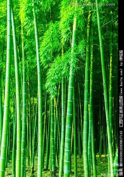 毛竹图片大全图标