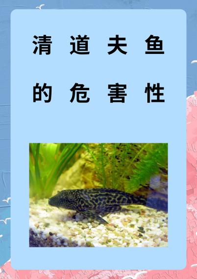 清道夫肉有什么营养图标