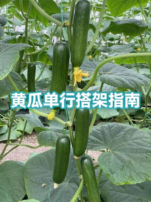 黄瓜架怎么搭步骤图片图标