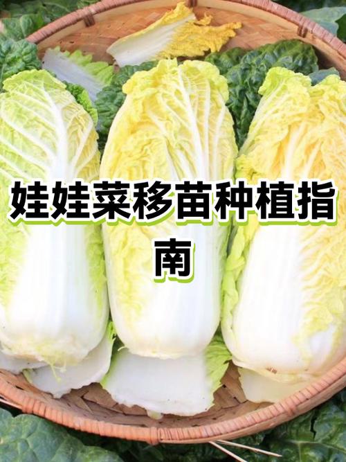 娃娃培养方法截图