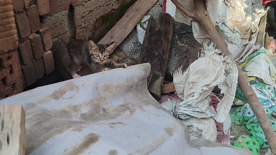流浪猫养了再扔掉图标