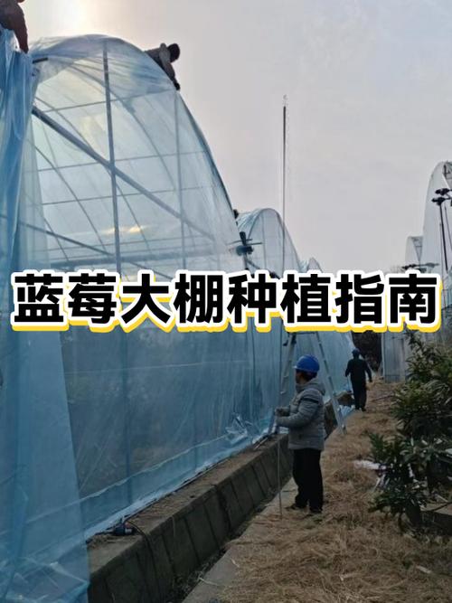 大棚蓝莓种植挣钱吗图标