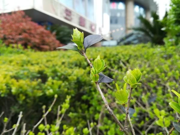 华为拍照背景虚化图标