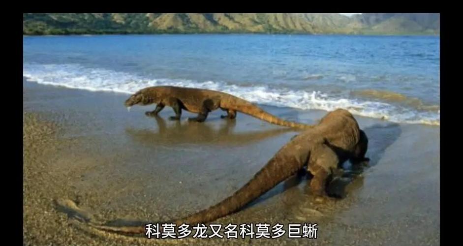 科莫多龙寿命图标