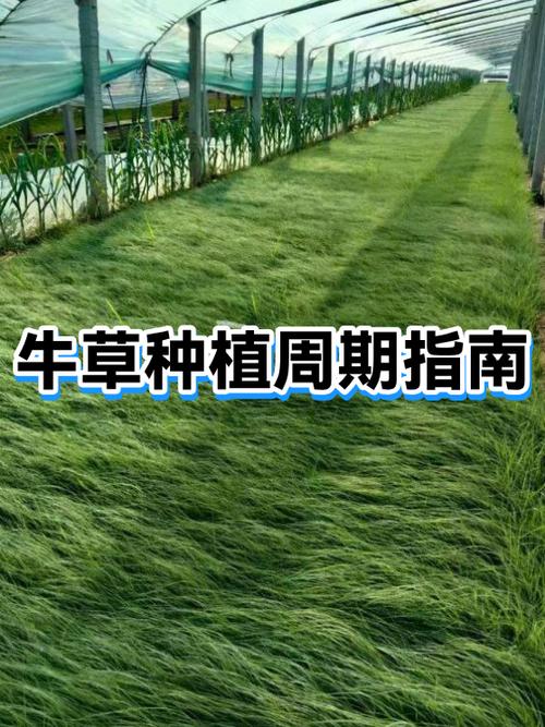 牛草种子图标