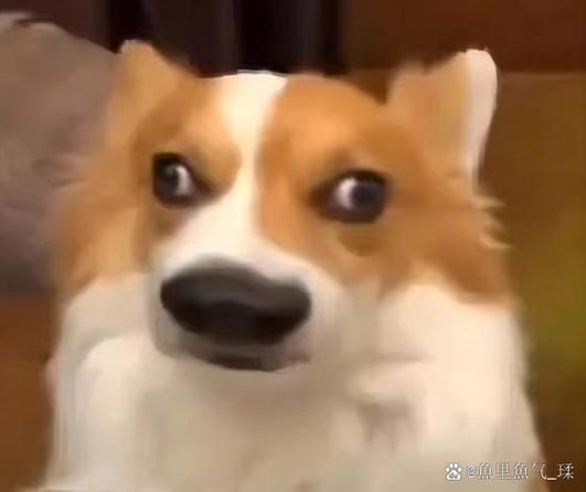 猫meme规则怪谈一口气看完图标