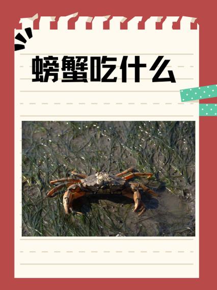 螃蟹几月份最好吃图标