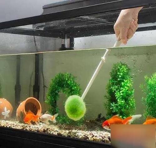 鱼缸腥臭的原因及解决办法图标