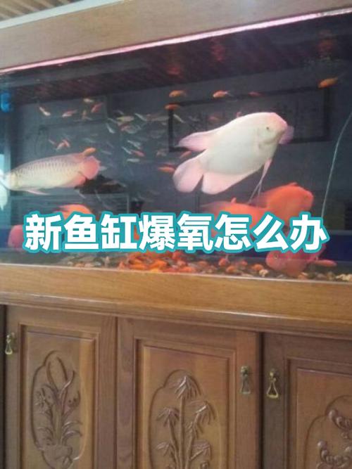 鱼缸自己爆了是代表什么