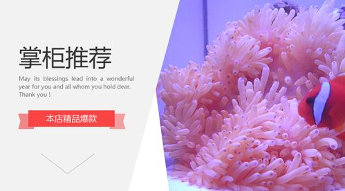 紫须红肚葵好养吗截图