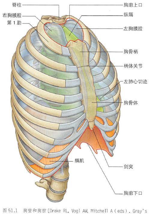胸壁是什么部位图标