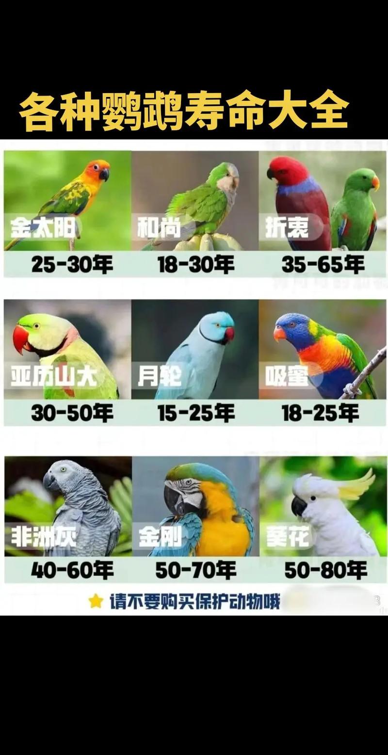 鹦鹉寿命一览表图标