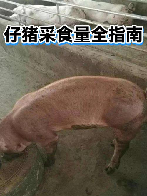 美食家小猪的包在哪图标