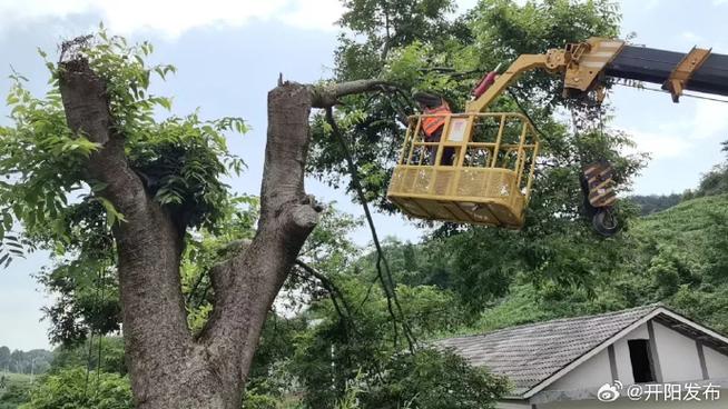 树高过房顶怎么破解