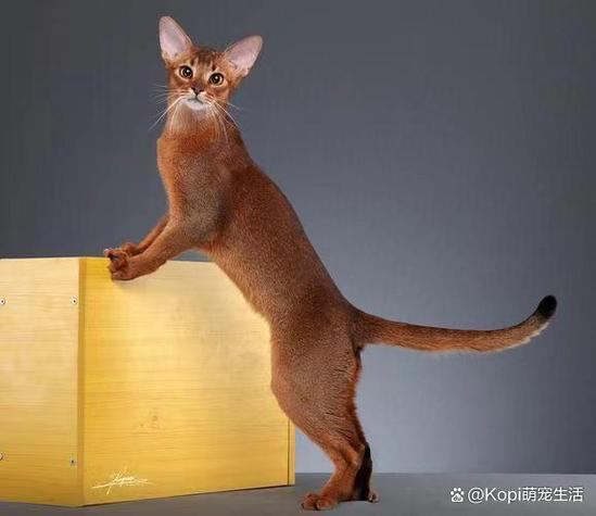 埃及猫叫什么