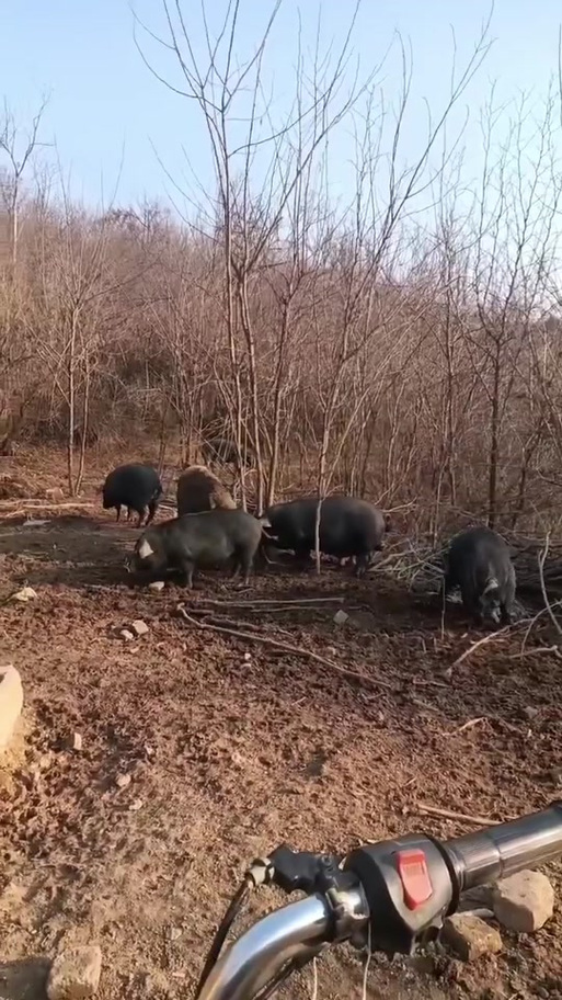 黑猪侠影视app官方下载图标