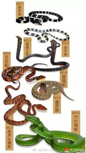 毒蛇分几种类型图标