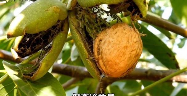 果实的形成过程图截图