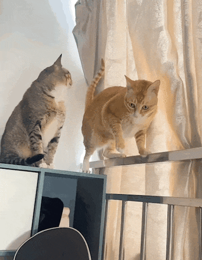 猫叫声音播放吓老鼠图标