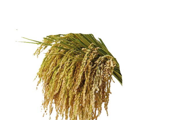 cff8嘲讽语录精选100条图标