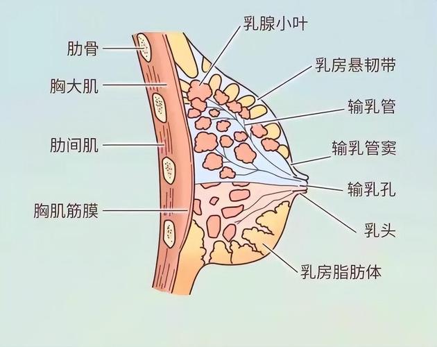 乳房组成部分图标