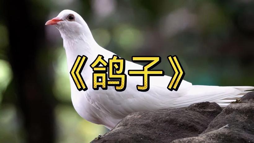 鸽子小视频图标