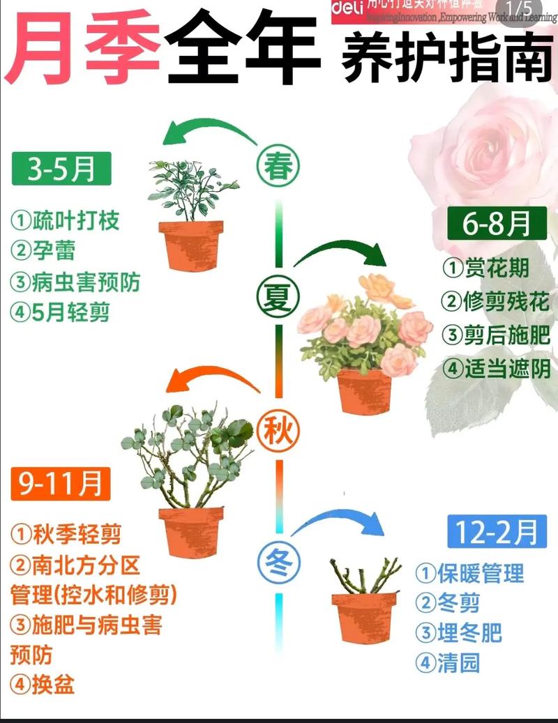 月季花能养多久图标