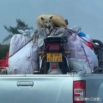 私家车跑长途带狗图标