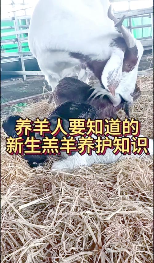 养羊达人图标