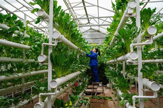 高科技种菜图标