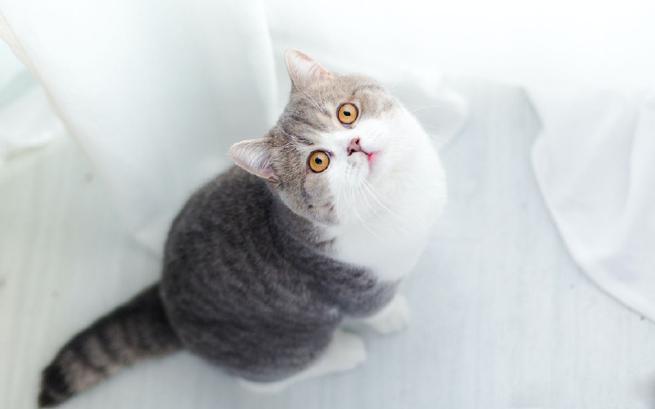 爱读书的肥猫截图