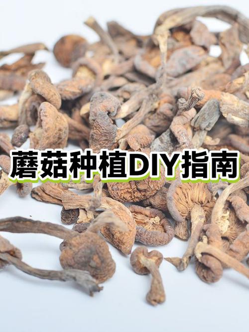 蘑菇diy种植怎么种图标