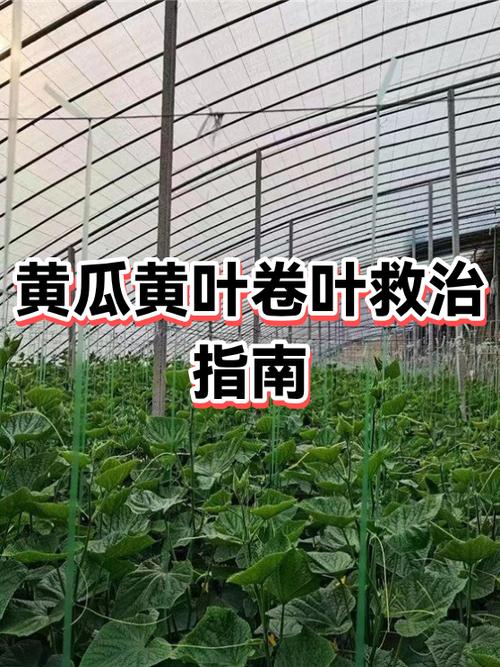 黄瓜黄叶怎么治图标