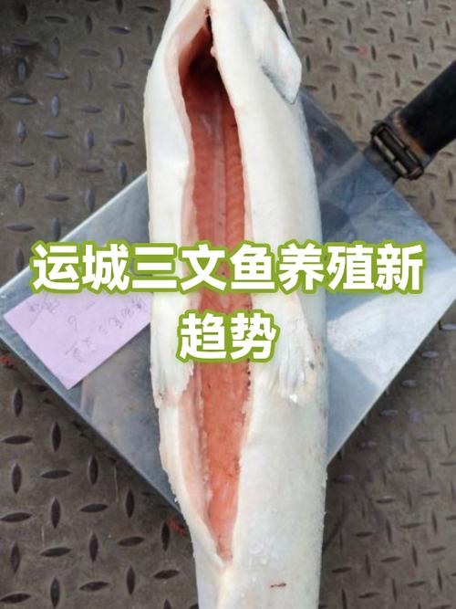 三文鱼价格最新行情2023年图标