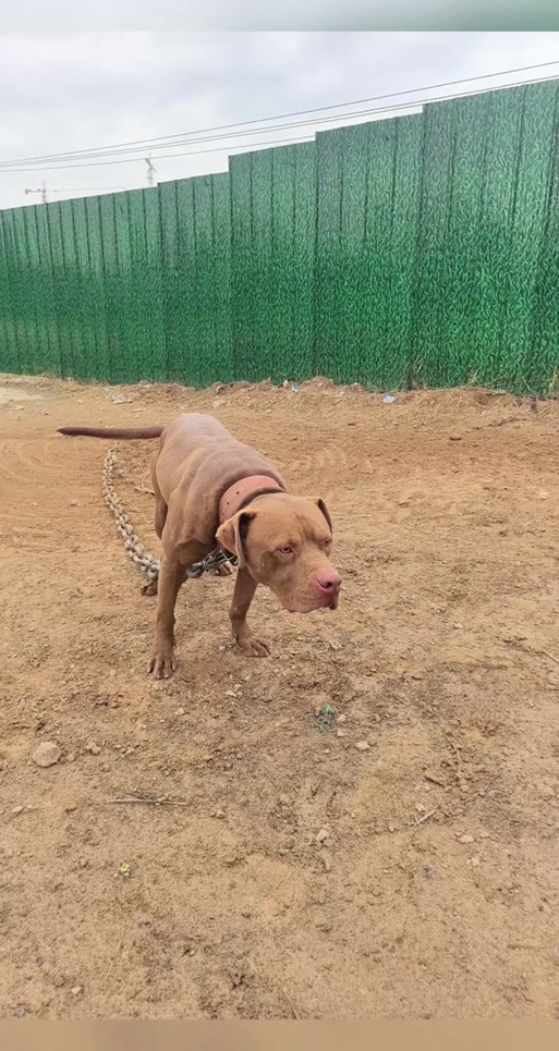 35斤比特犬拖重30斤正常吗截图