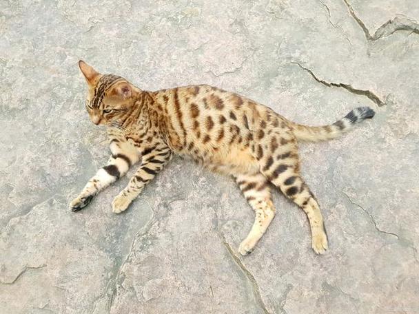 豹猫只能喂养不能驯化图标