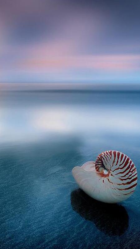 海螺手机壁纸截图