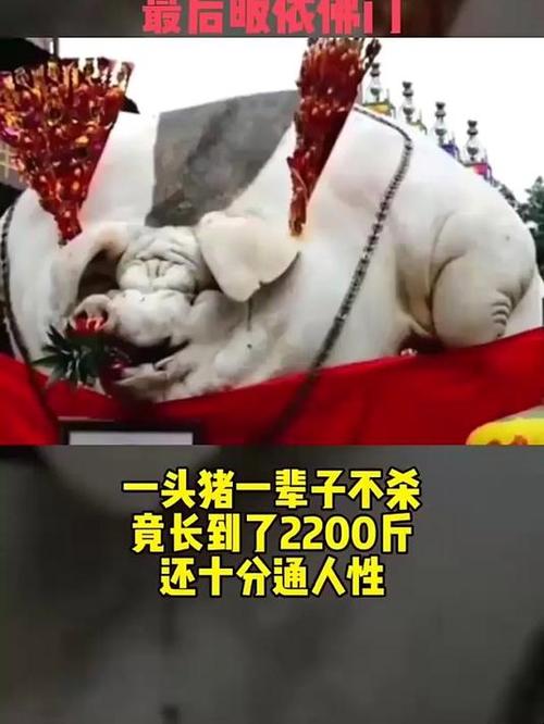 物为猪王解释截图